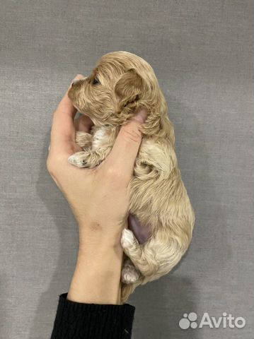 Мальтипу ф1 Яркий Мини Мальчик