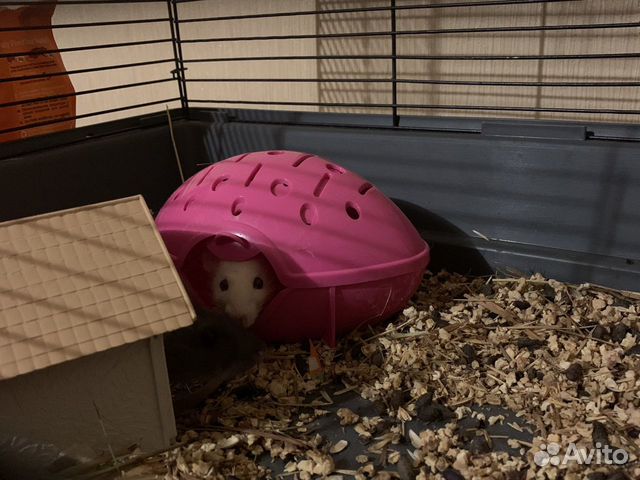 Крыса дамбо