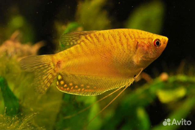 Гурами золотые и голубые