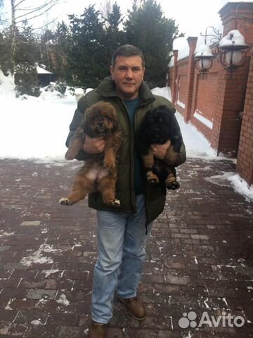 Тибетский мастиф щенки