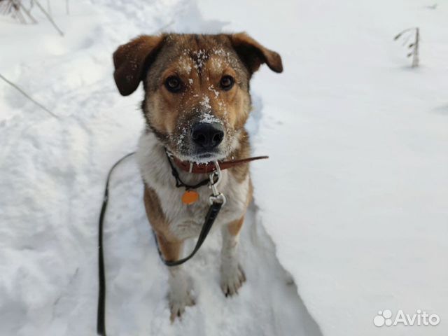 Идеальная домашняя собака Пуня
