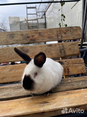 Продам кроликов на племя самцов калифорнийской пор