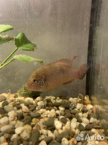 Рыбы цихлиды