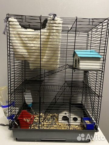 Крысы дамбо