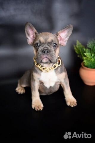 Красивые щенки французского бульдога