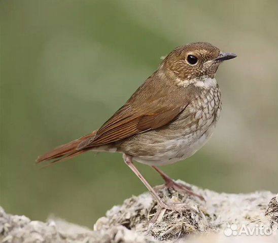 Соловей свистун