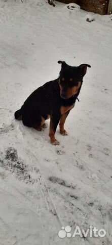 Собака цвергпинчер