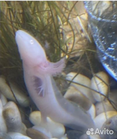 Аксолотль здоровый