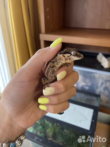 Ушастый бабаноед