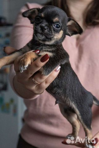 Щенки чихуахуа