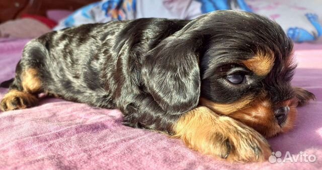 Кавалер кинг чарльз спаниель