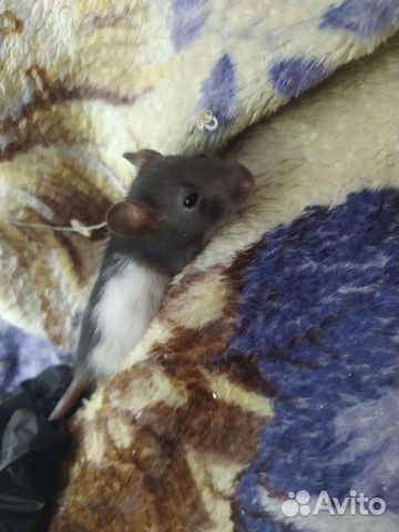 Крысятки дамбо