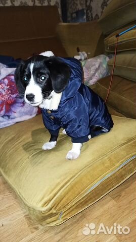 Отдам в добрые руки