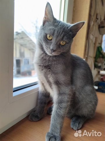 Котенок серый