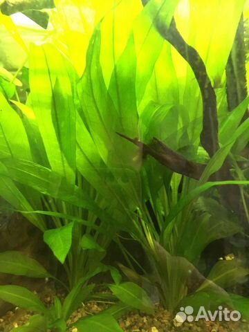 Эхинодорус амазонский