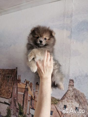 Щенки шпица