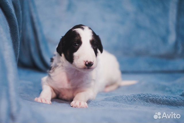 Русская борзая сука