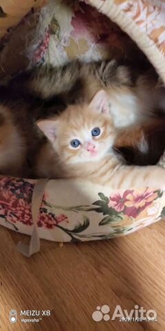 Метис шотландский вислоухий