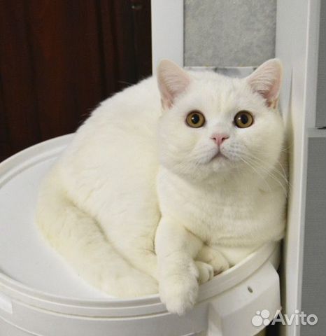 В добрые руки настоящий британский кот