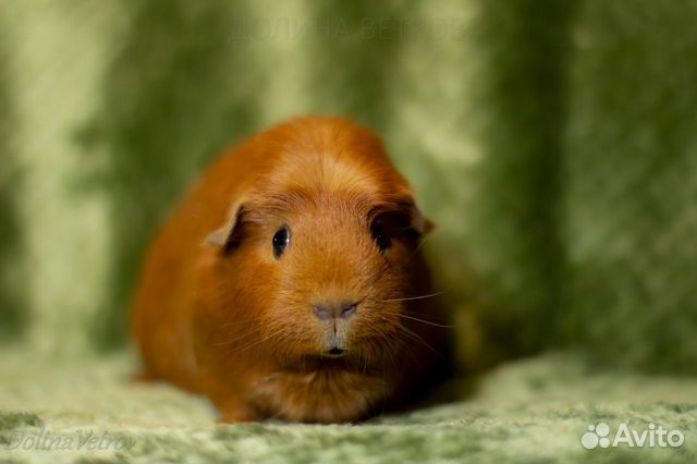 Девочка английский крестед золотой