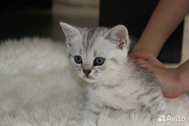 Мраморный британский котенок