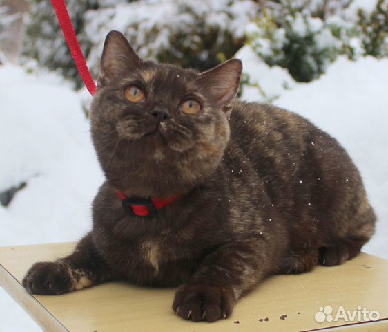 Шоколадная британочка на счастье