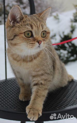 Кошка золотая шиншилла