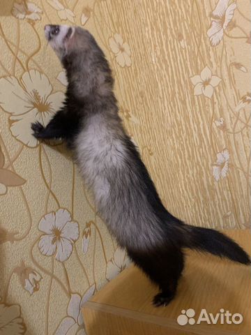 Домашний хорек