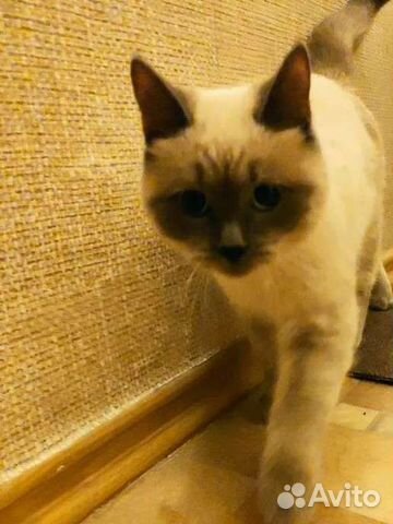 Кошки в добрые руки бесплатно