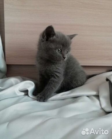 Британские котята