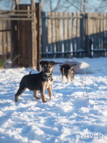 Щенок в добрые руки