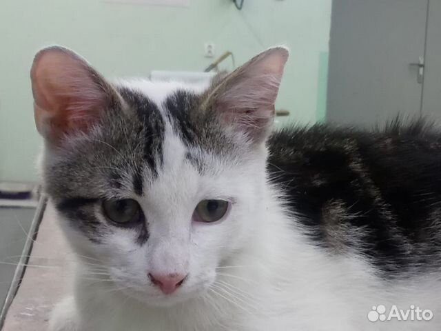 Котенок