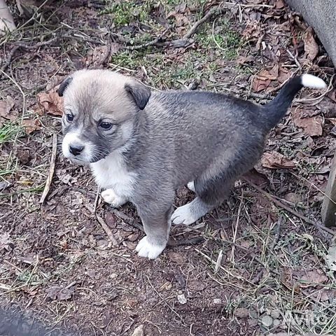 Маленькие щенки-смертники