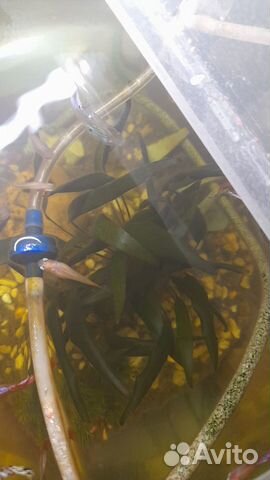 Рыбки гуппи даром