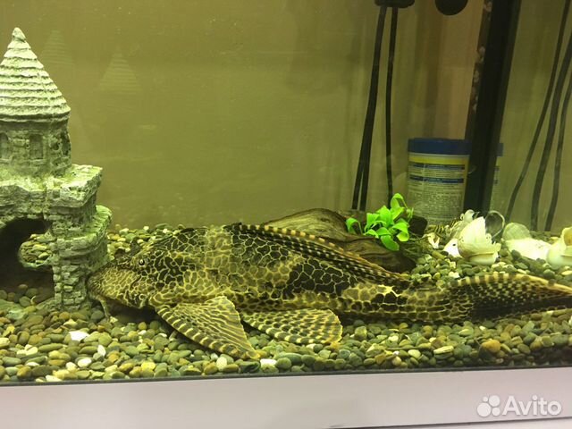 Парчовый сом