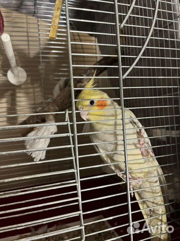 Попугай карелла самка годовалая