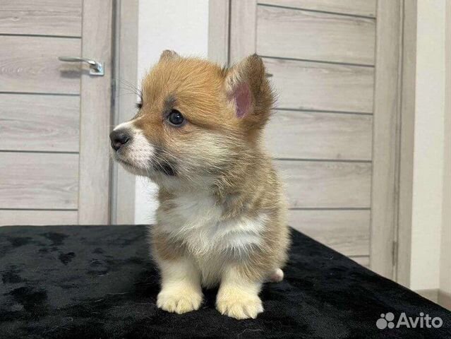 Шикарные щенки корги