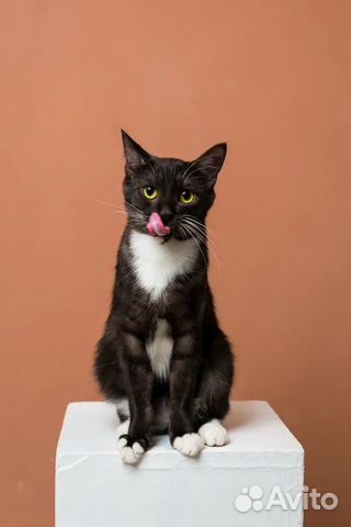 Котик в добрые руки