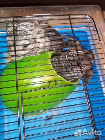 Шиншилы пара с клеткой