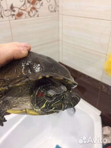 Красноухая черепаха