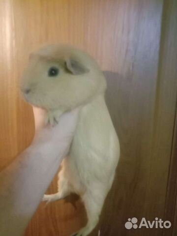 Морская свинка