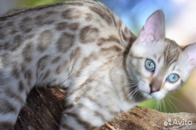 Снежная бенгальская кошка с полным пакетом докумен