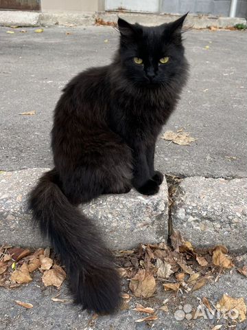 Кошка