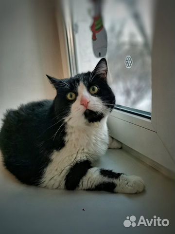 Плюшевая кошечка