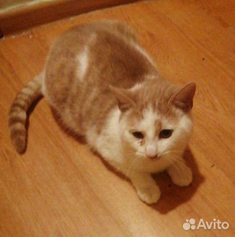 Котик рыжий подросток