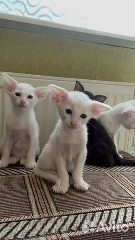 Ориентальные белоснежные мальчики