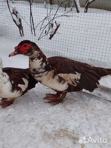 Индоутка мускусная утка селезень уточки