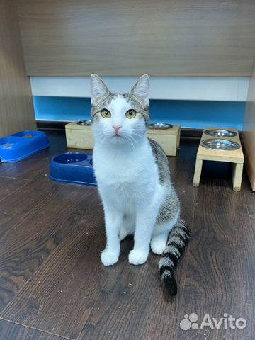 Котик Данька