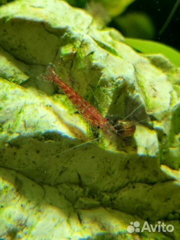 Креветки red chery