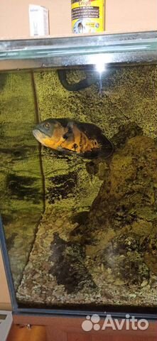 Астронотус в хорошие руки